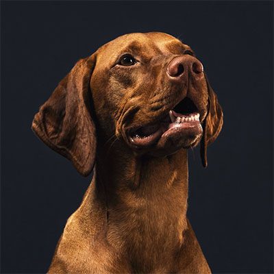 Our Care Team | Acosta Veterinary Hospital